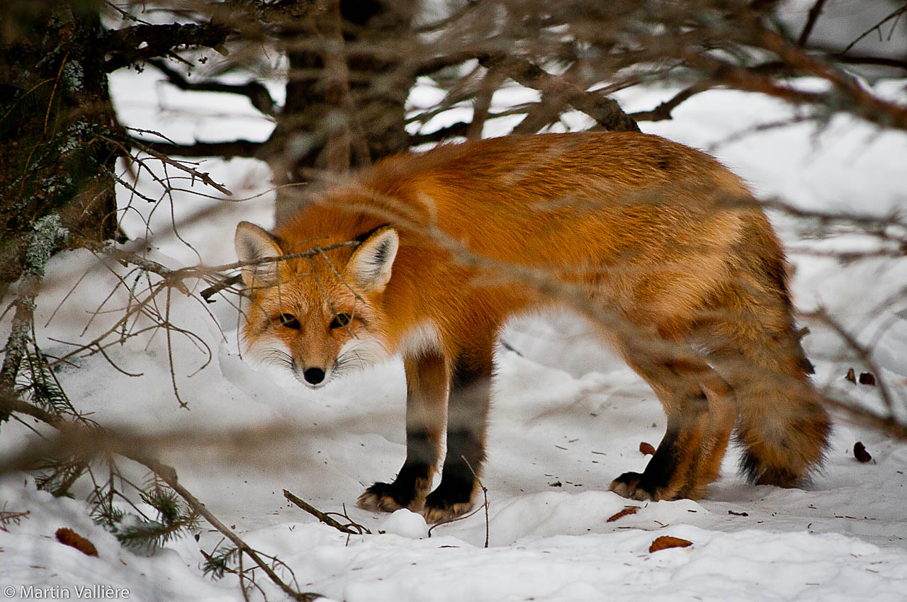 Le renard roux :: Fdanim